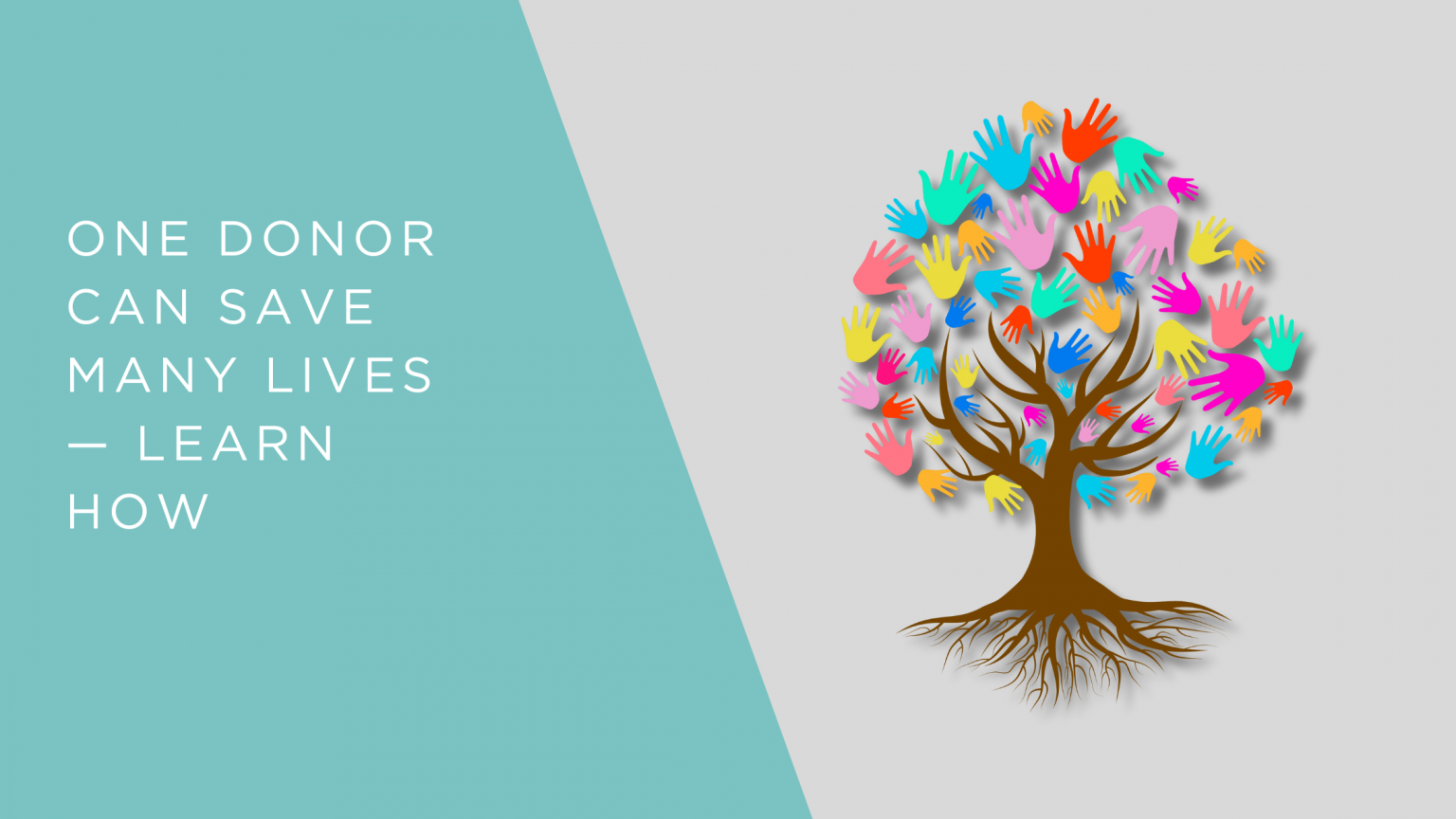 Organ and Tissue Donor Association of South Africa – A legally ...